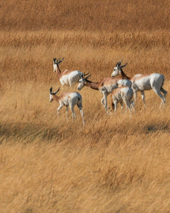 EAD Announces Ban on Single-Use Plastic Bags from June 2022