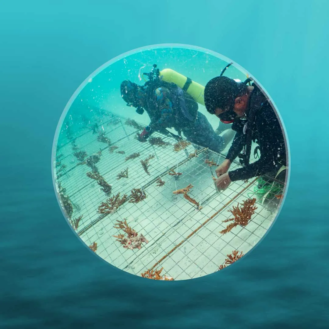 Under the directives of Hamdan bin Zayed, Environment Agency – Abu Dhabi expands coral reefs ...