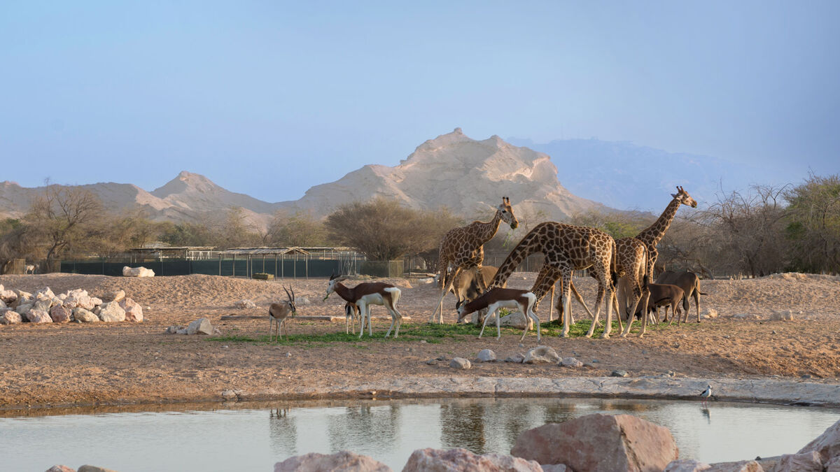 Al Ain Zoo advances efforts in conservation of Arabian Oryx in Abu Dhabi