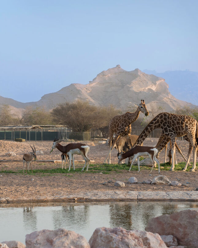 Zoo and Aquarium Public Institution in Al Ain – Al Ain Zoo (ZAPIA)