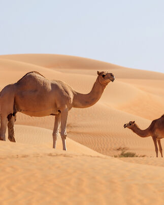 Abu Dhabi Launches “Integrated Water Resources Management Plan”
