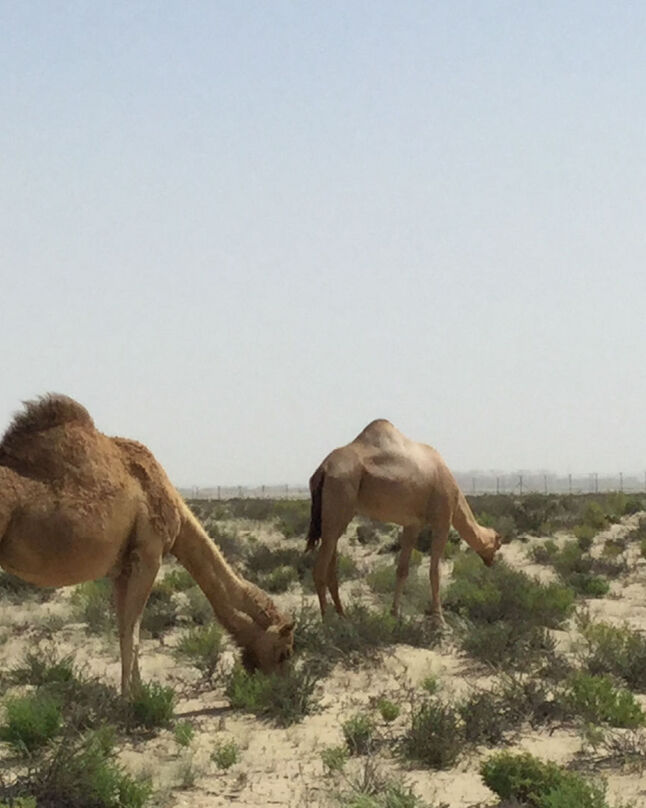 EAD Announces Ban on Single-Use Plastic Bags from June 2022