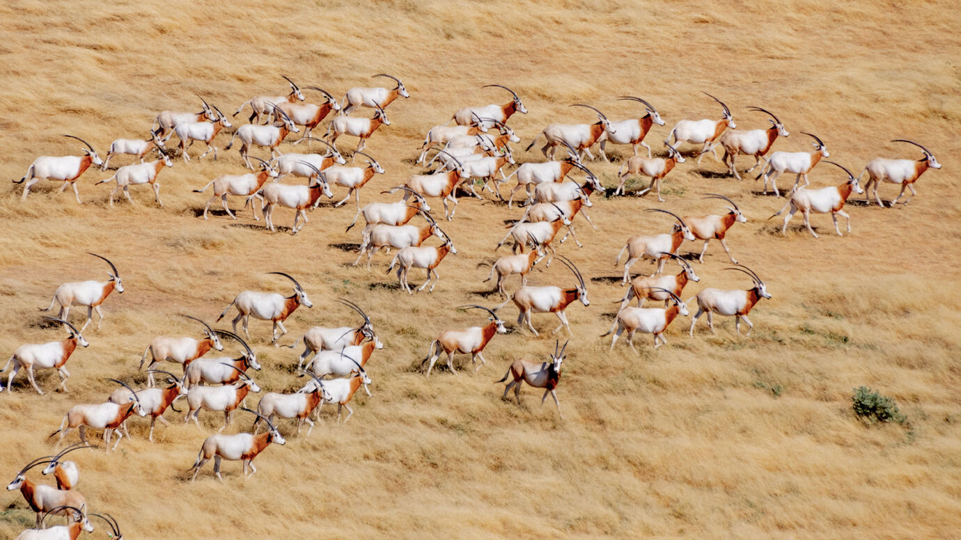Environment Agency – Abu Dhabi’s successful oryx reintroduction ...