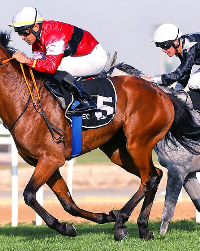 32nd UAE President Cup for Purebred Arabian Horses Grand Prix honours ...