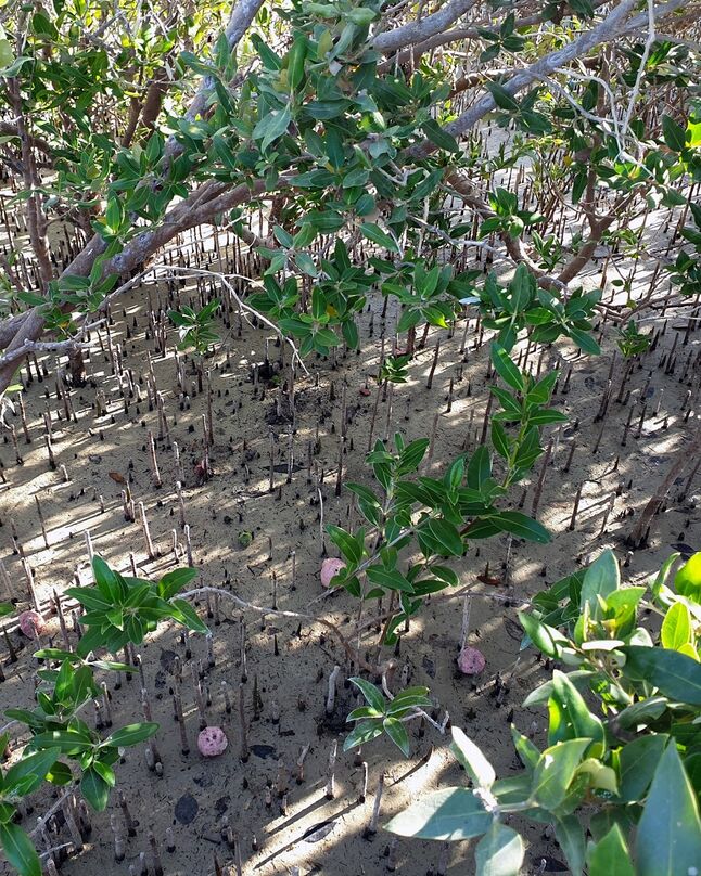 Abu Dhabi Launches “Integrated Water Resources Management Plan”