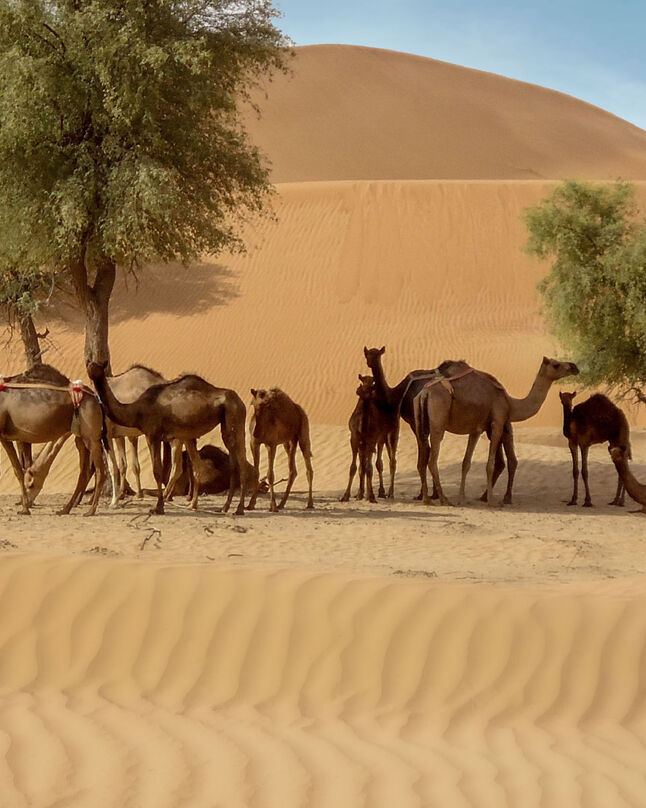 ADAFSA launches Zadna Rating app to display food outlet evaluation ...