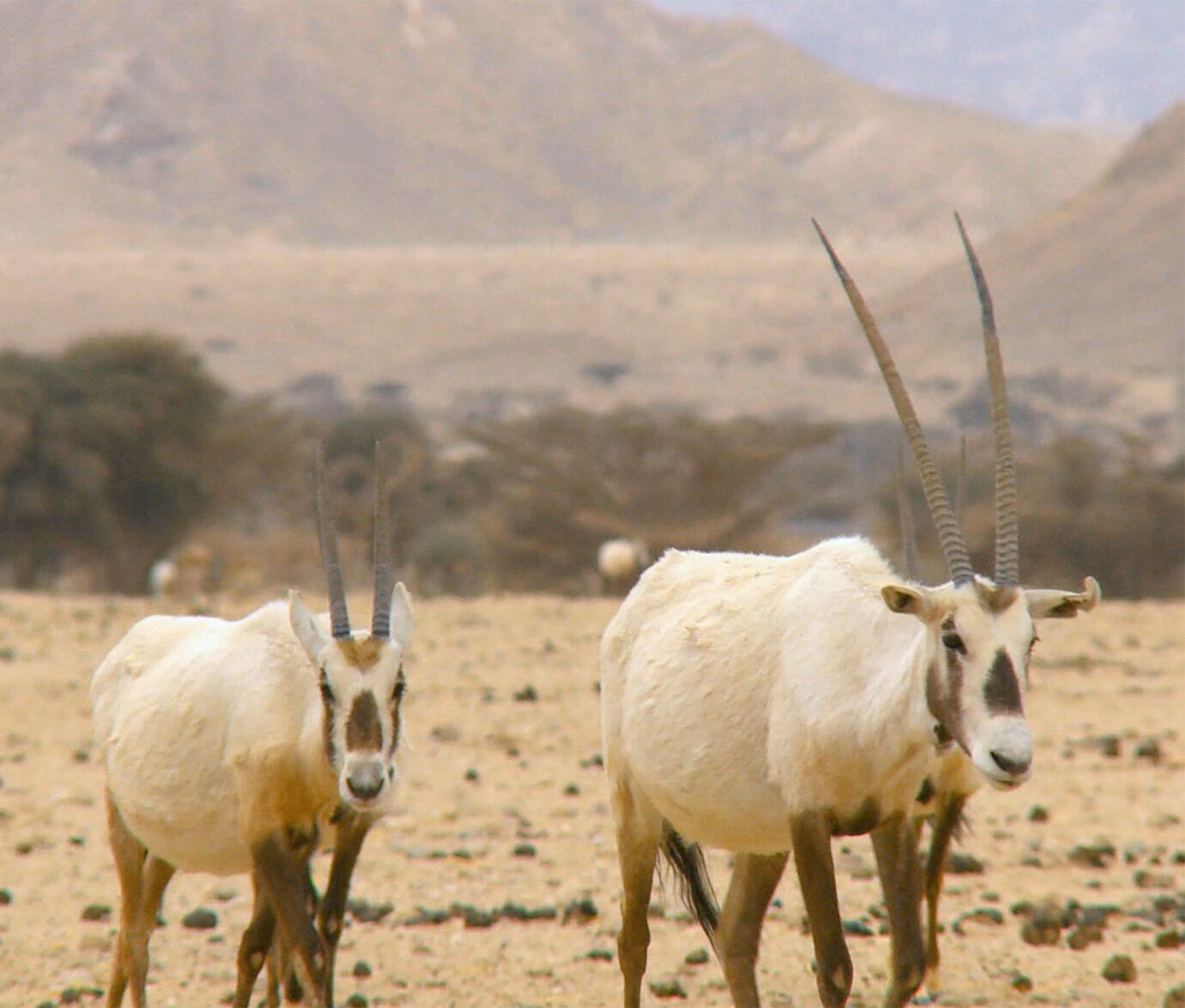 Increase 22% Increase in the Number of Arabian Oryx in the Reserve in ...