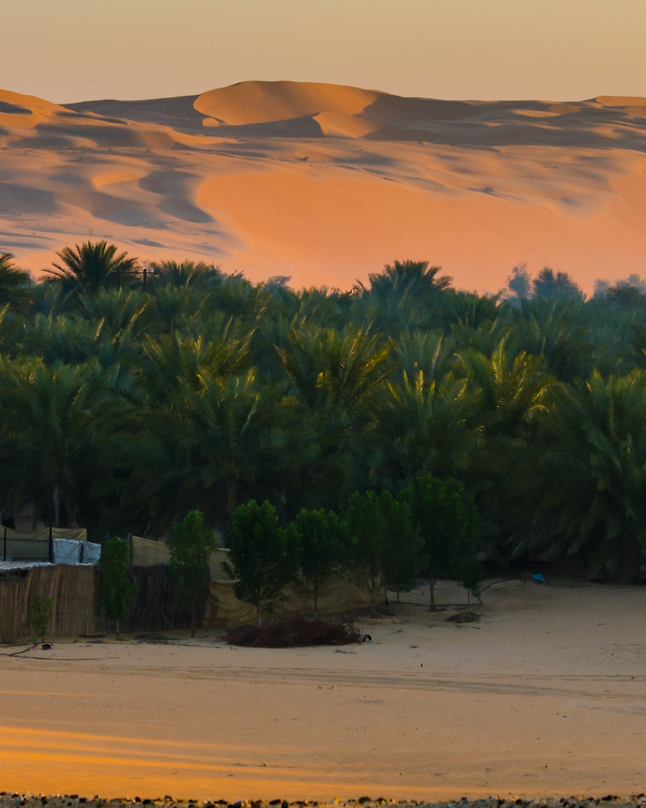 ADAFSA launches Zadna Rating app to display food outlet evaluation ...