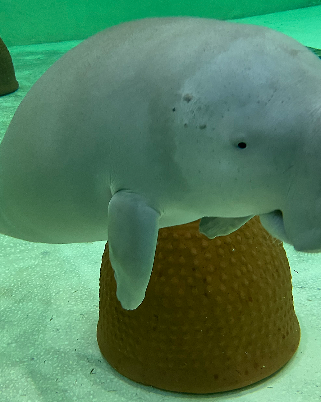 EAD Undertakes a Hydrogeological Mapping Project in the UAE to Prepare ...