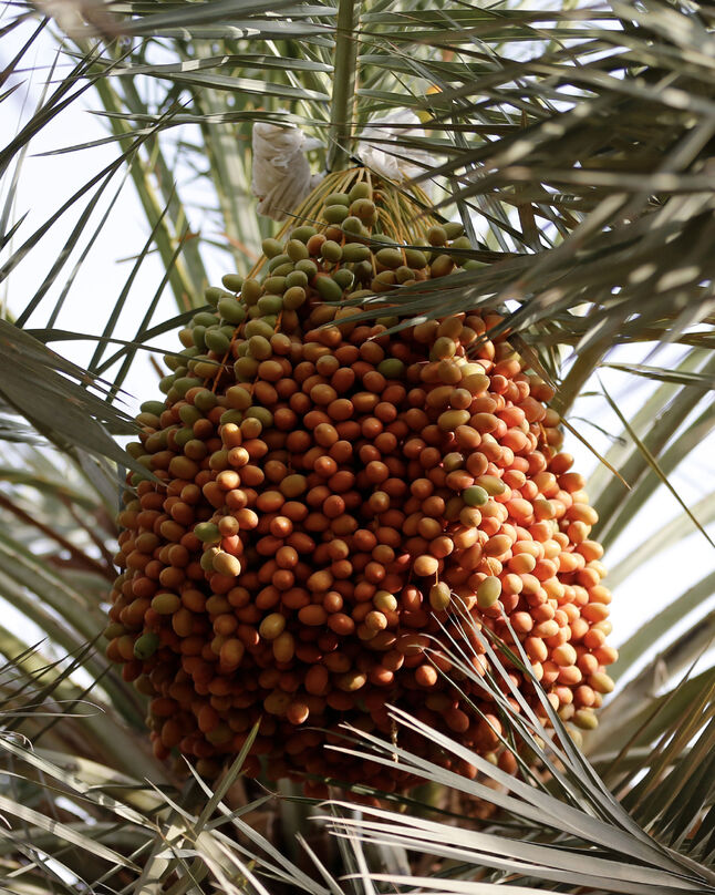 Abu Dhabi Government Media Office