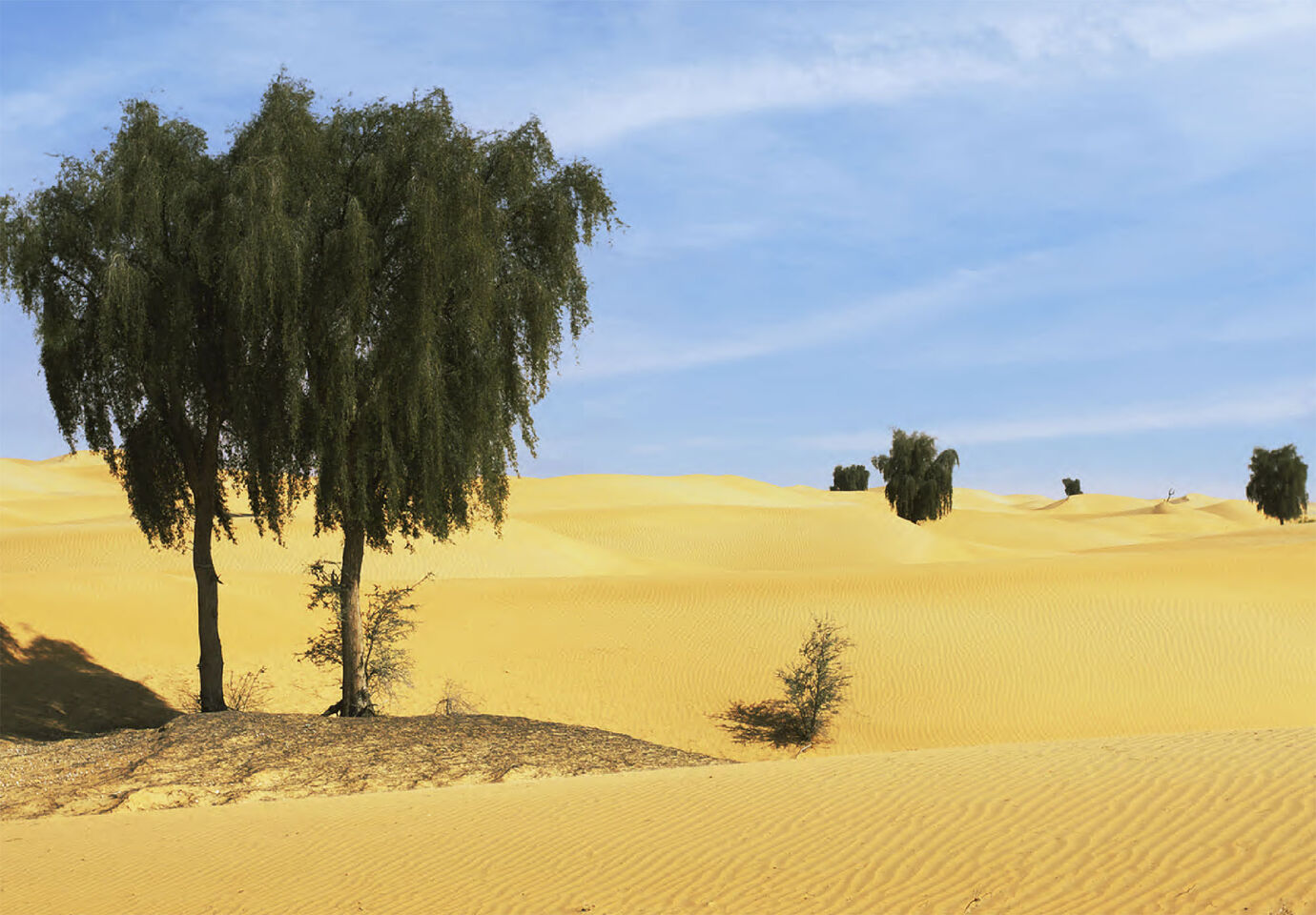 Environment Agency - Abu Dhabi begins census and numbering historical ...