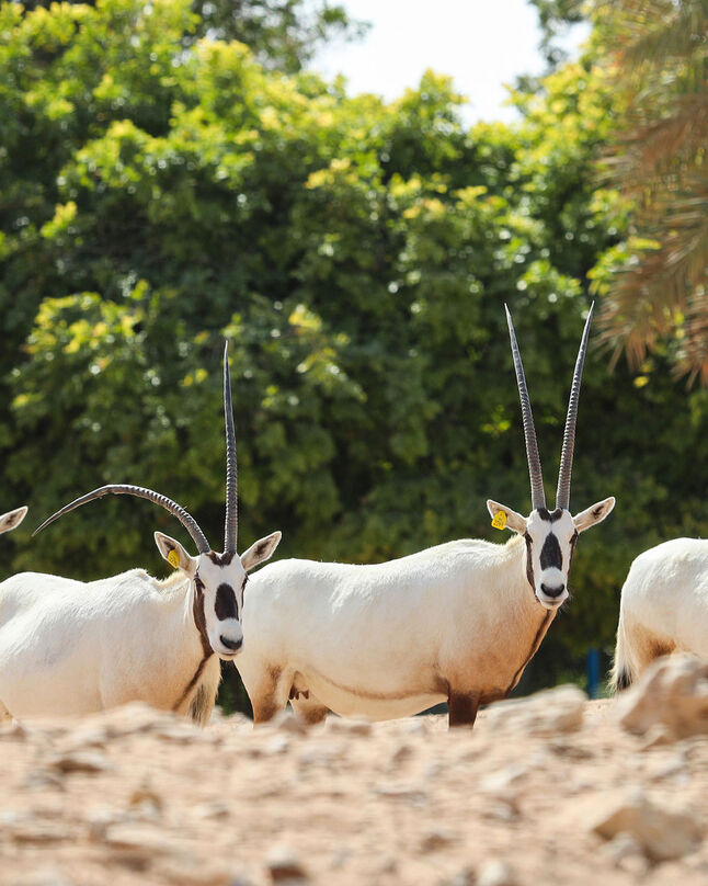 Zoo and Aquarium Public Institution in Al Ain – Al Ain Zoo (ZAPIA)