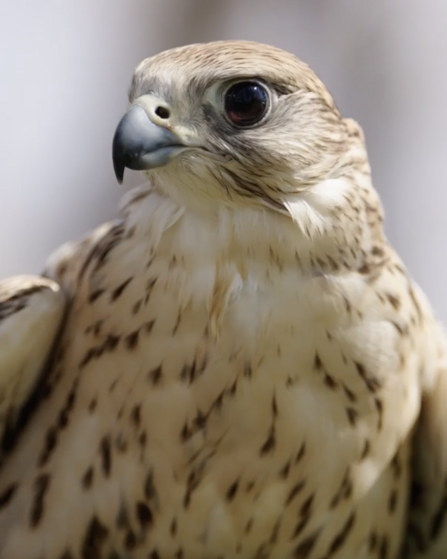 Sheikh Zayed Falcon Release Programme