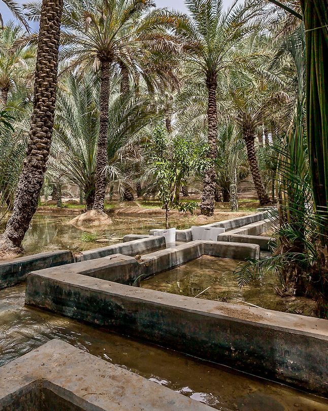 Abu Dhabi Agriculture And Food Safety Authority