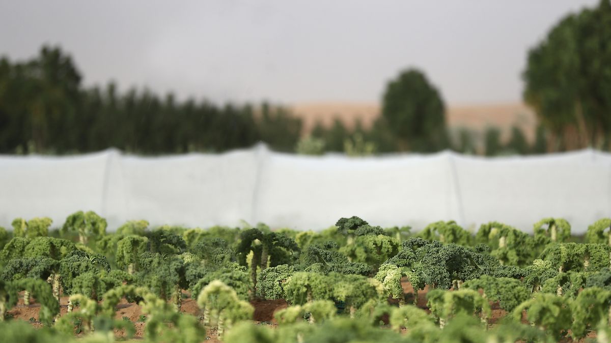 Abu Dhabi Agriculture And Food Safety Authority