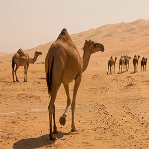 The World Organization for Animal Health (WOAH) designated ADAFSA’s ...