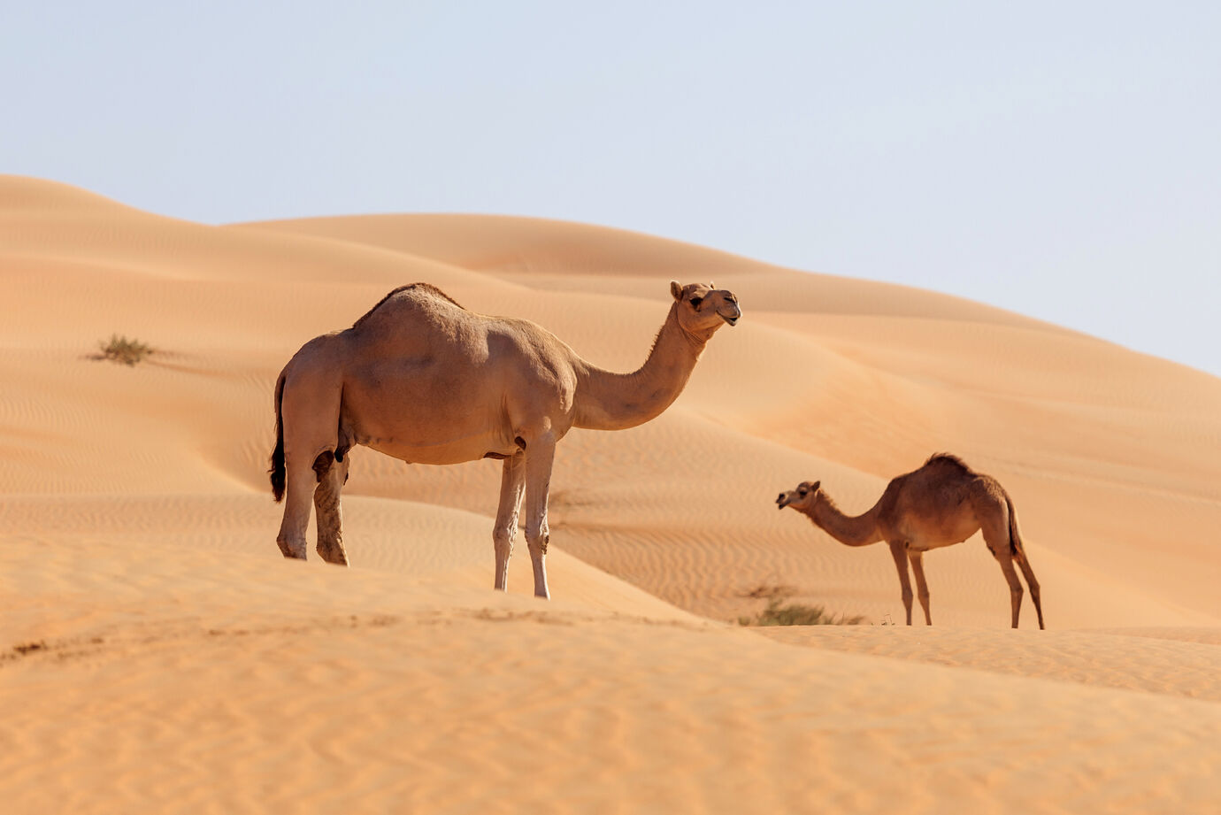 ADAFSA develops 1st edition of Color Atlas of Camel Surgical Affections