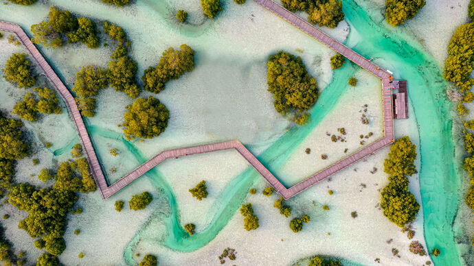 EAD and Dendra Systems advancing mangrove restoration via technological ... EAD and Dendra Systems advancing mangrove restoration via technological ...