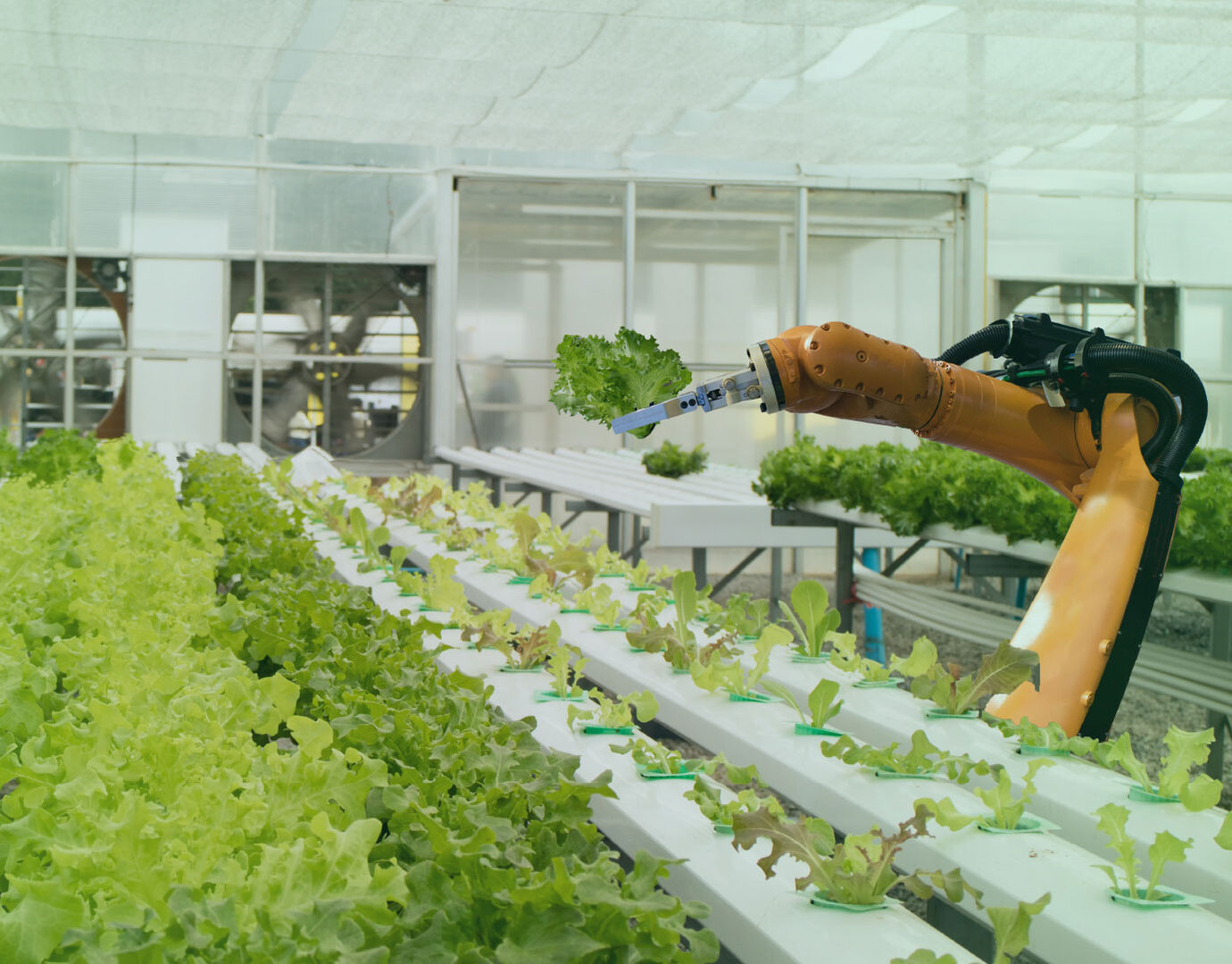ADQ unveils plans for region’s largest, tech-enabled fresh produce ...
