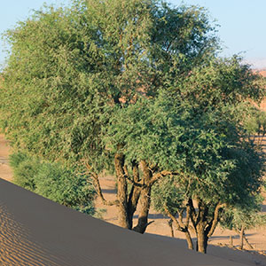 M42 partners with Environment Agency – Abu Dhabi to complete ghaf tree ...