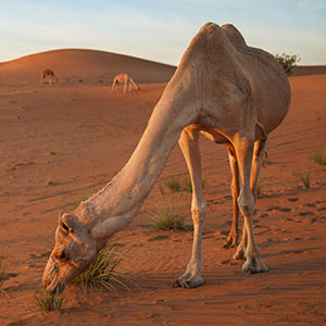 Abu Dhabi Agriculture and Food Safety Authority marks World Camel Day ...