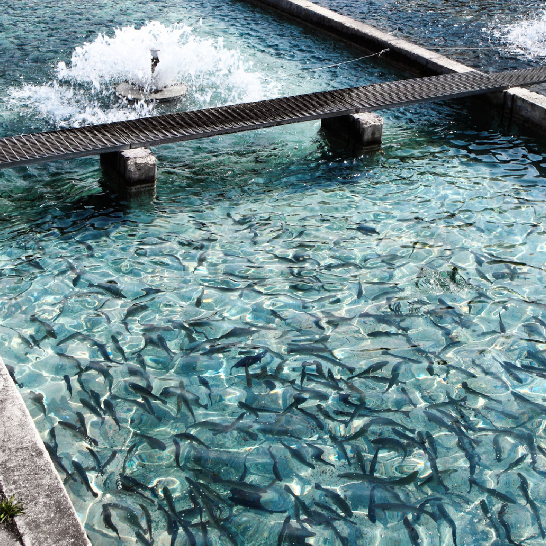 Pure Salmon strengthens UAE's aquaculture capabilities with ...