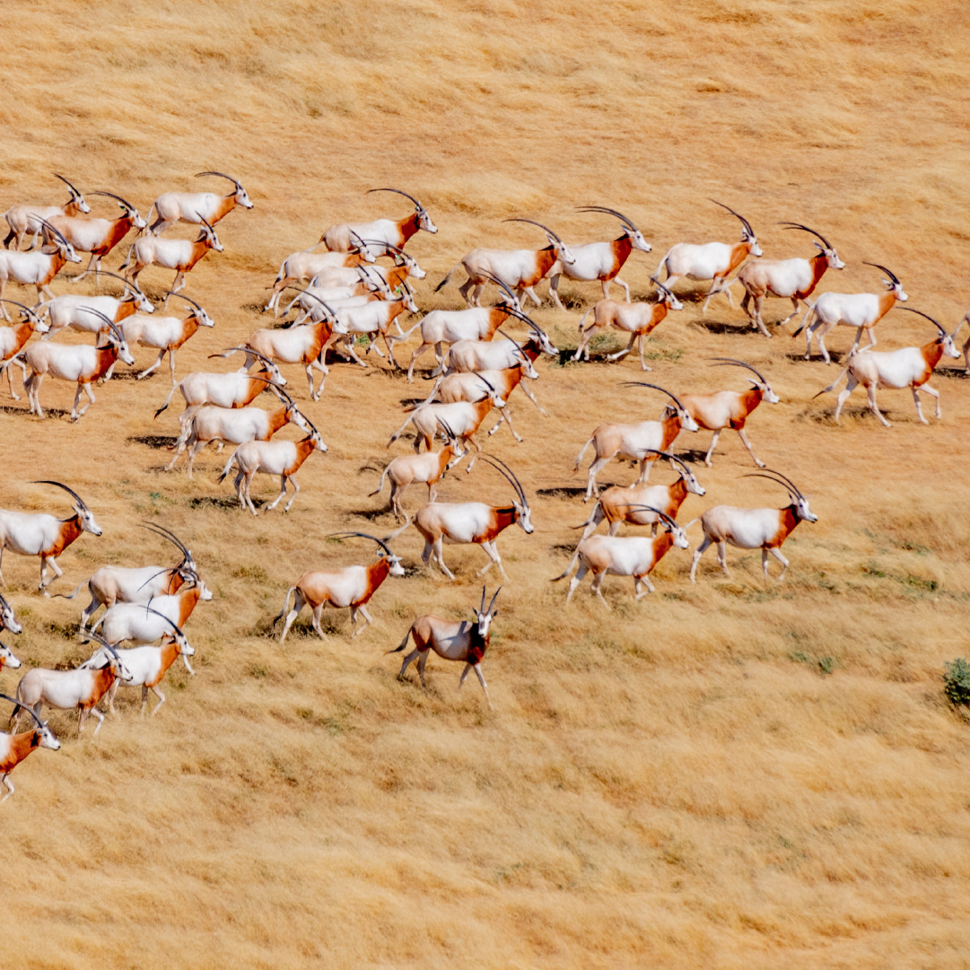Environment Agency – Abu Dhabi Translocate New Batch of Scimitar-Horned ...