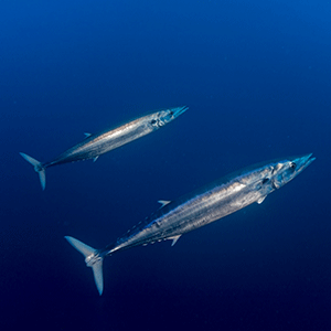 King Fish Persian Gulf
