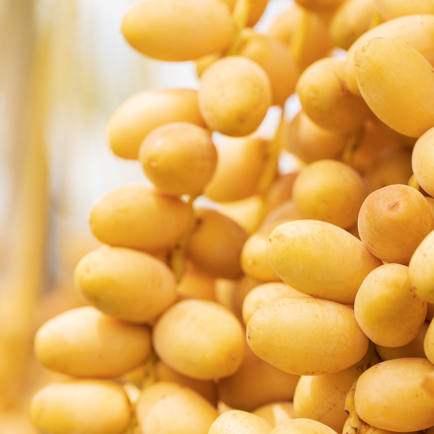 ADAFSA has launched in cooperation with Al Foah-Agthia new channels to ...