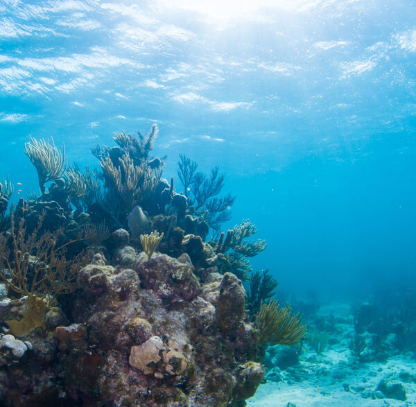 Abu Dhabi Ports Unveils Khalifa Port Coral Relocation Plan