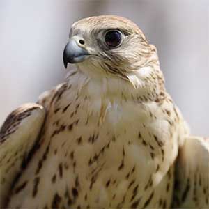 Sheikh Zayed Falcon Release Programme celebrates 29th anniversary