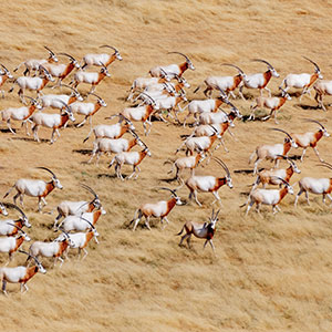 Environment Agency – Abu Dhabi’s successful oryx reintroduction ...