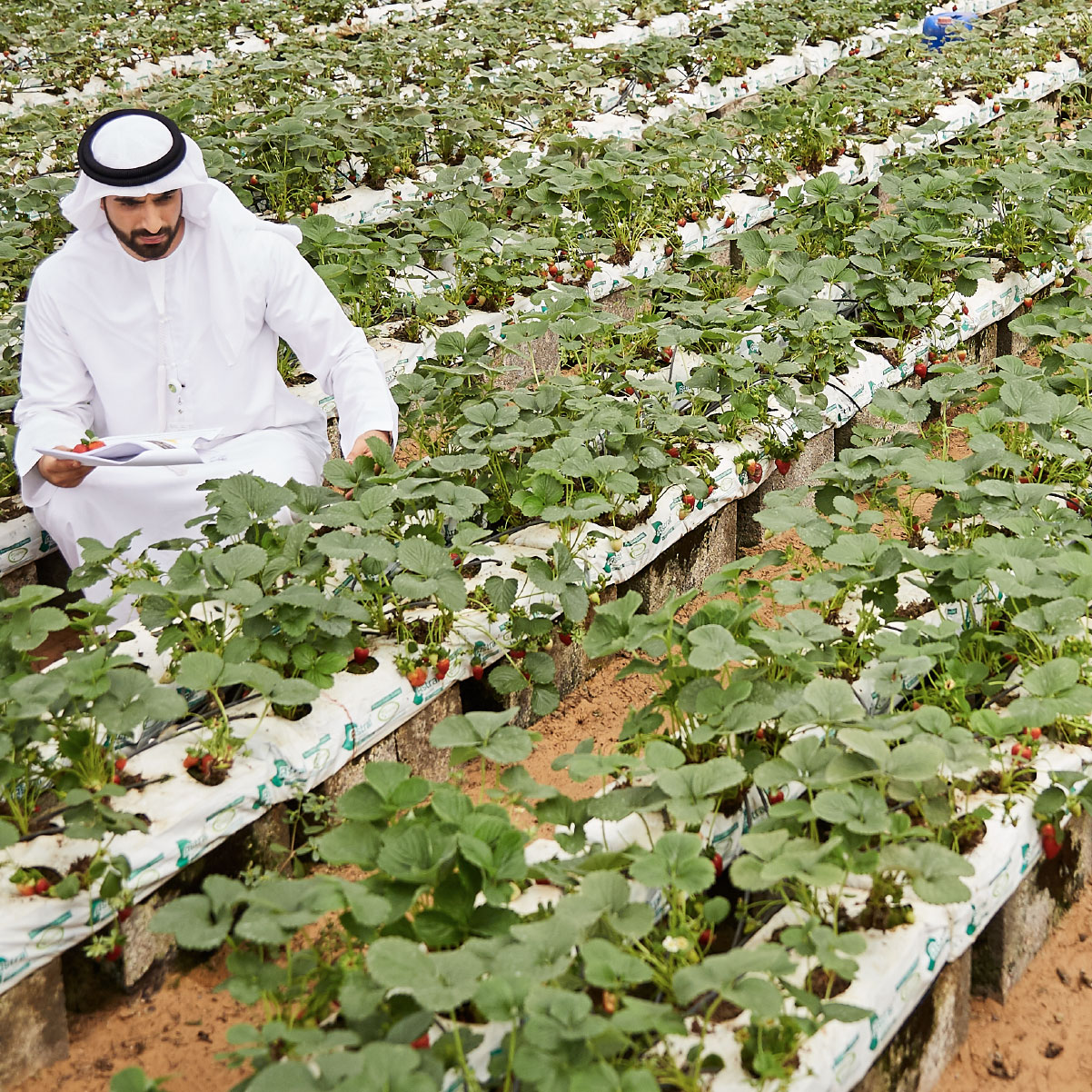 سلال تتعاون مع شركة "آيروفارمز" لتعزيز الممارسات الزراعية المستدامة