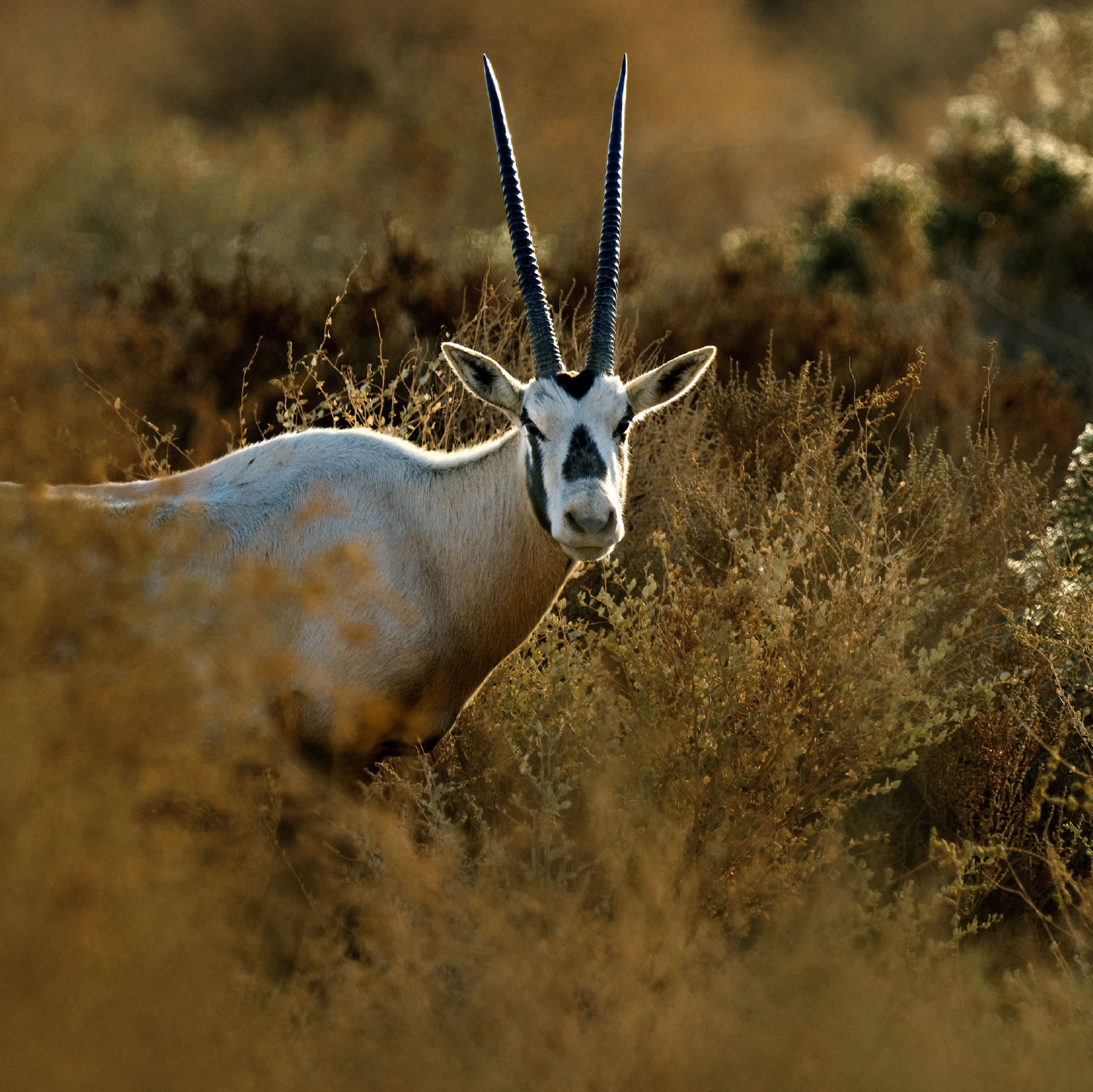 20 Arabian Oryx Released in Shumari Wildlife Reserve in Jordan